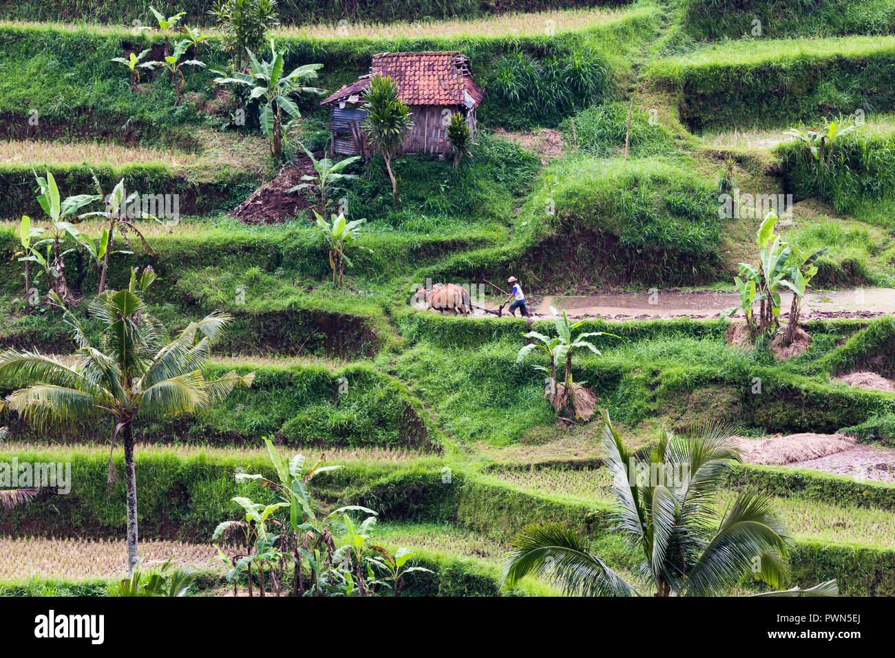 Rural landscape and fields in Bali, Indonesia Stock Photo - Alamy