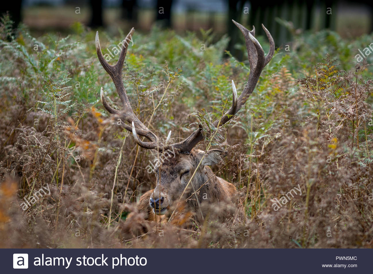 Mating Deer Not Bird Not Seal Not Dog Stock Photos & Mating Deer Not ...