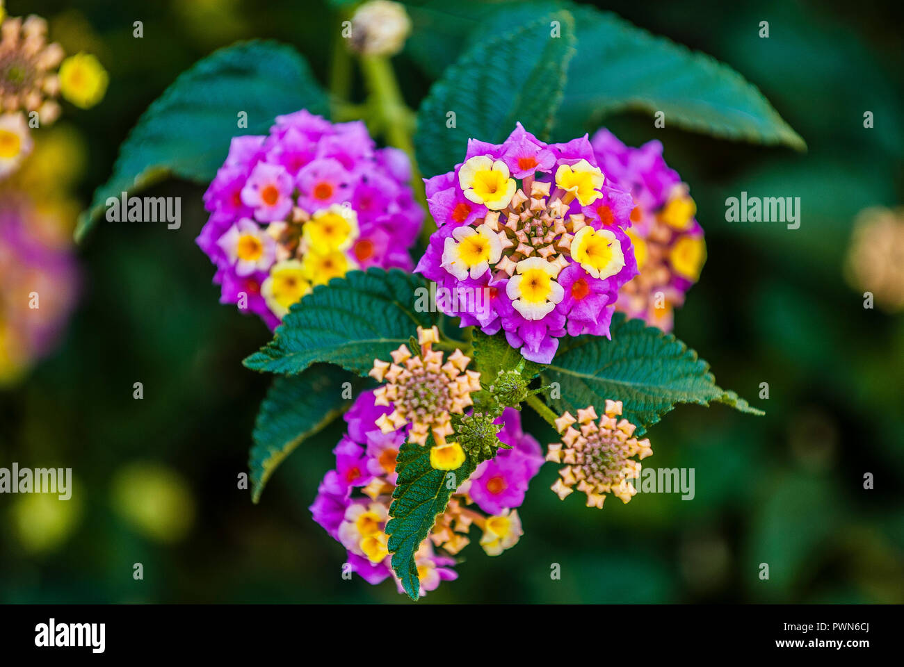 Flowers with Cheerful & Vivid Colors, Beauty of Nature, Athens National ...