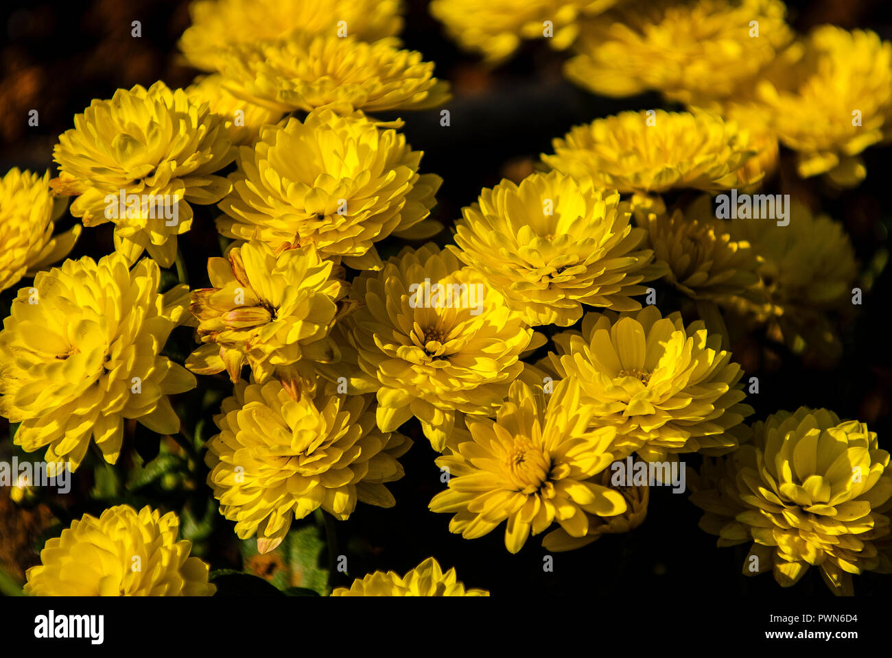 Flowers with Cheerful & Vivid Colors, Beauty of Nature, Athens National ...