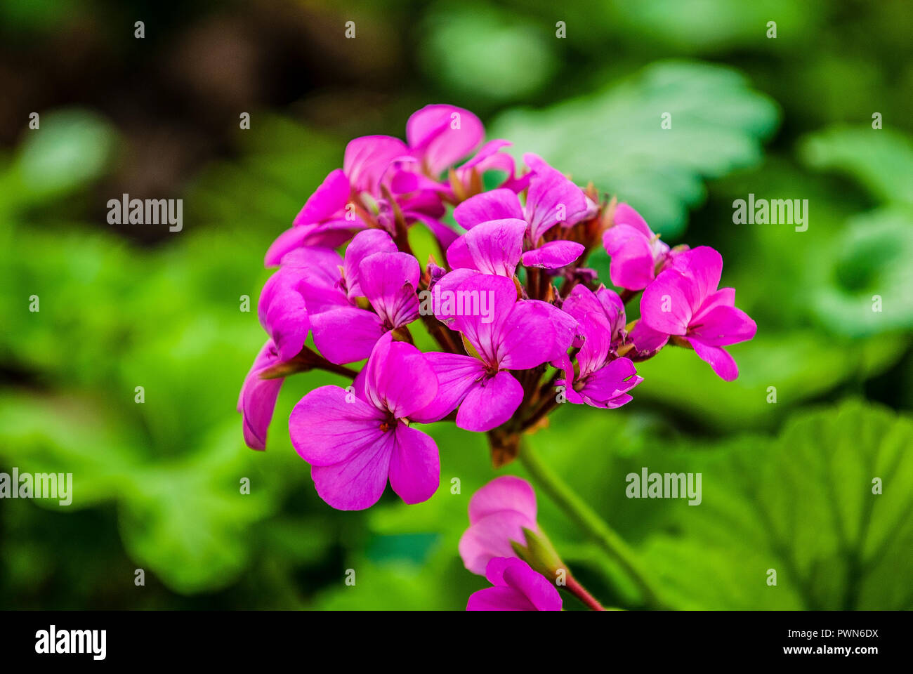 Flowers with Cheerful & Vivid Colors, Beauty of Nature, Athens National ...