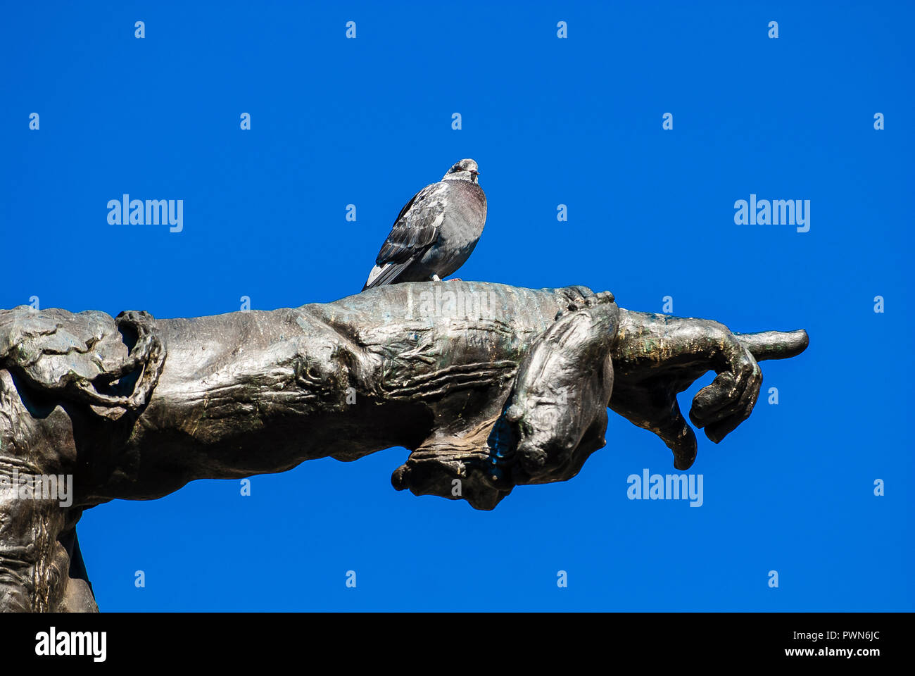 Bird Portrait, Athens Greece Stock Photo - Alamy