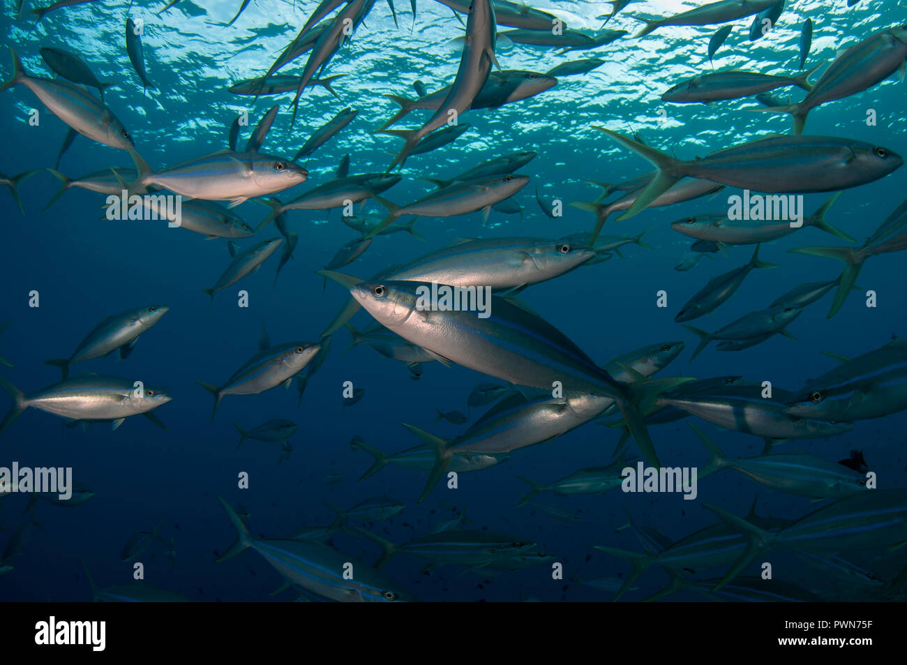 School of rainbow runner hi-res stock photography and images - Alamy