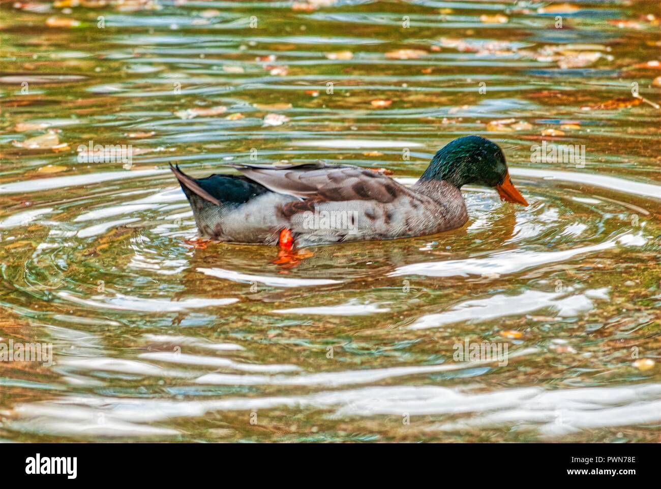Wildlife Photoshooting in Athens National Garden, Beauty of Nature ...