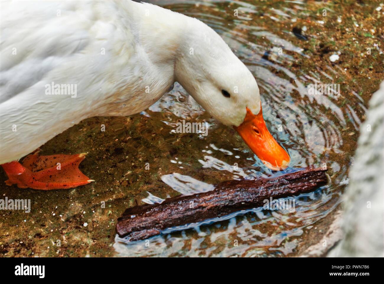 Wildlife Photoshooting in Athens National Garden, Beauty of Nature ...