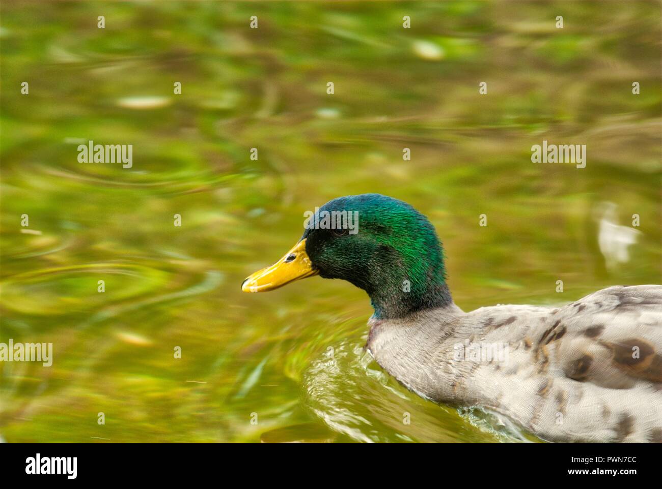 Wildlife Photoshooting in Athens National Garden, Beauty of Nature ...