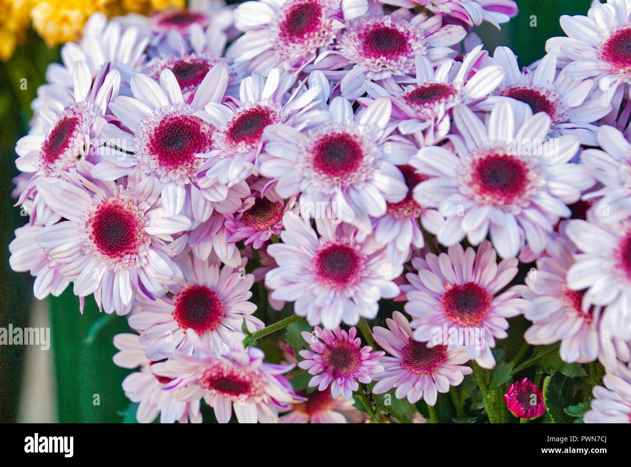 Spring Flowers, Beauty of Nature, Athens National Garden, Greece Stock ...