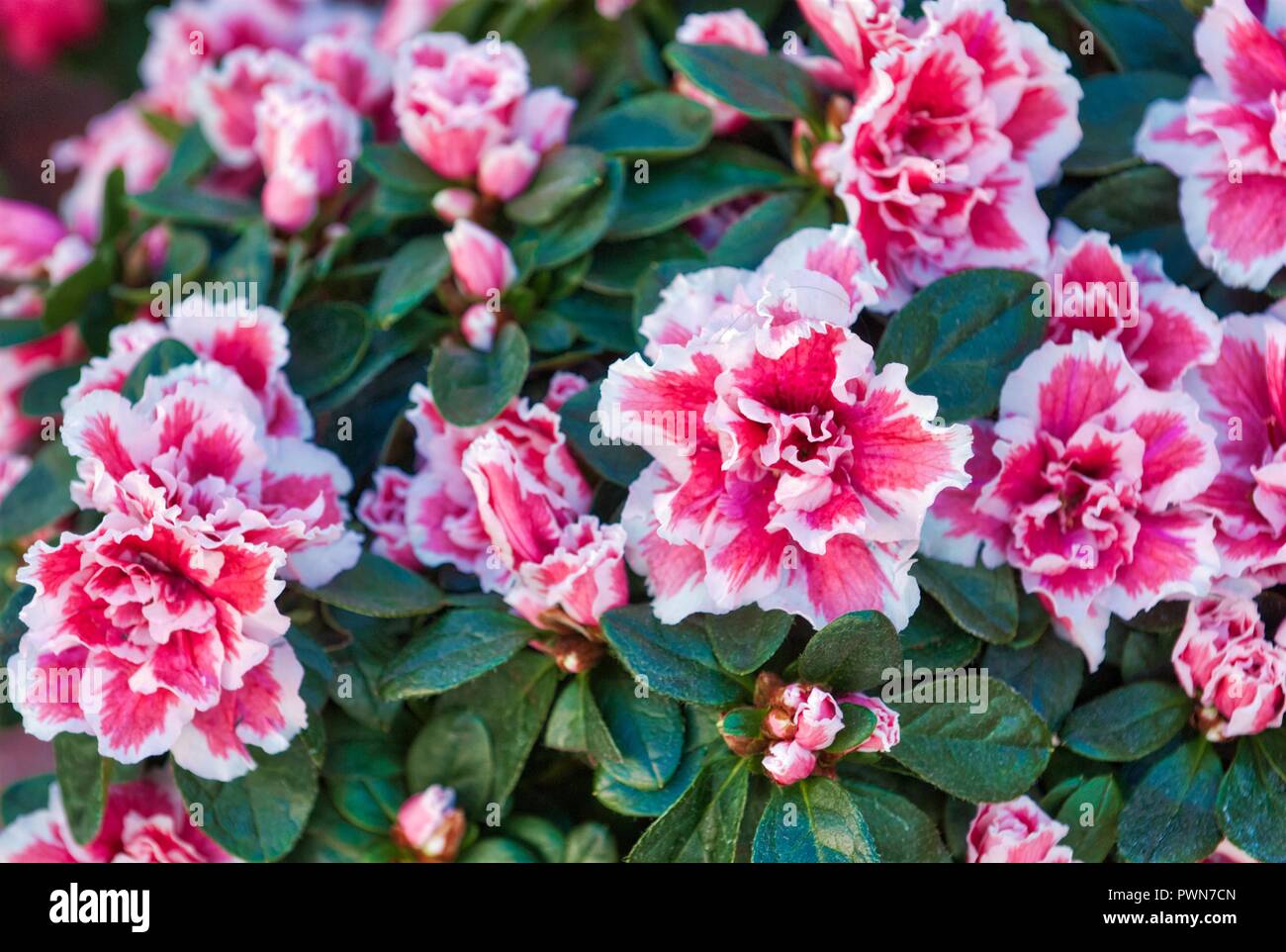 Spring Flowers, Beauty of Nature, Athens National Garden, Greece Stock ...