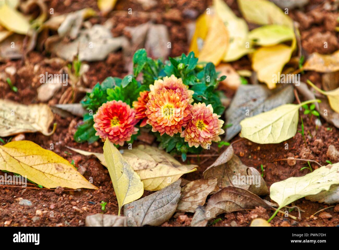 Spring Flowers, Beauty of Nature, Athens National Garden, Greece Stock ...