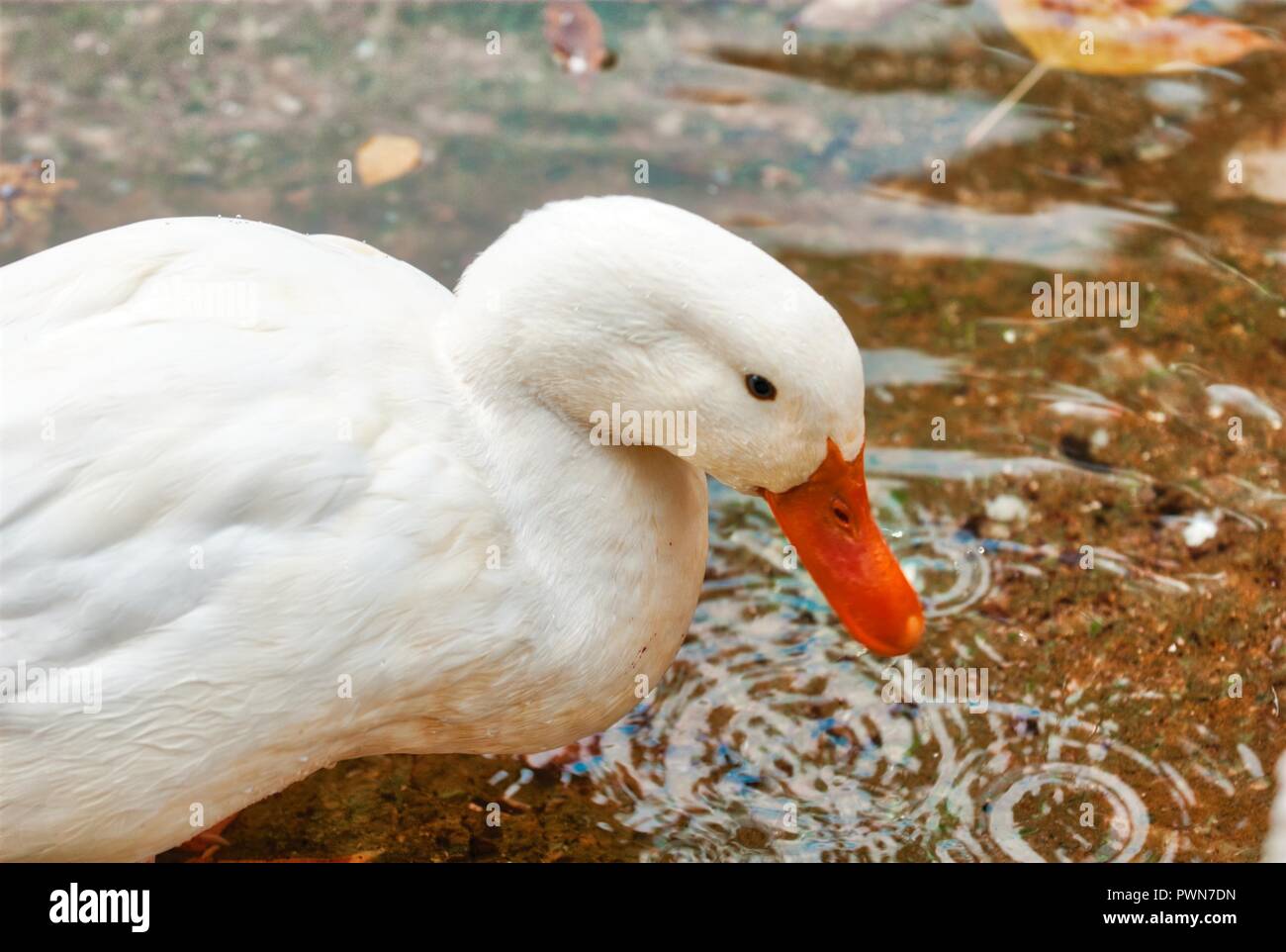 Wildlife Photoshooting in Athens National Garden, Beauty of Nature ...