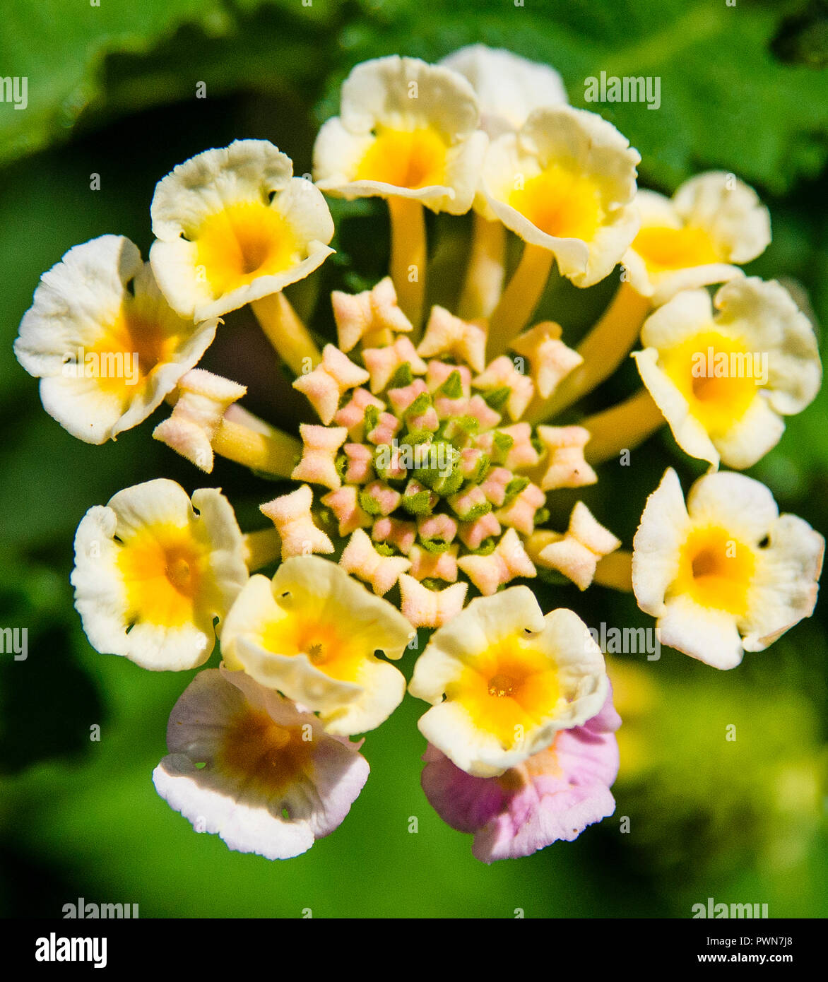 Flowers with Cheerful Colors - Athens National Garden, Beauty of Nature ...