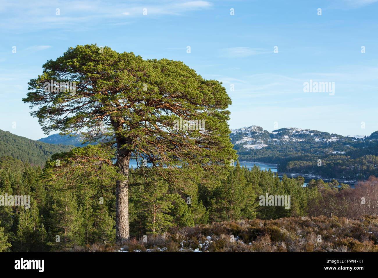 Scots pine tree in Glen Affric, Highland Region, Scotland, UK Stock ...