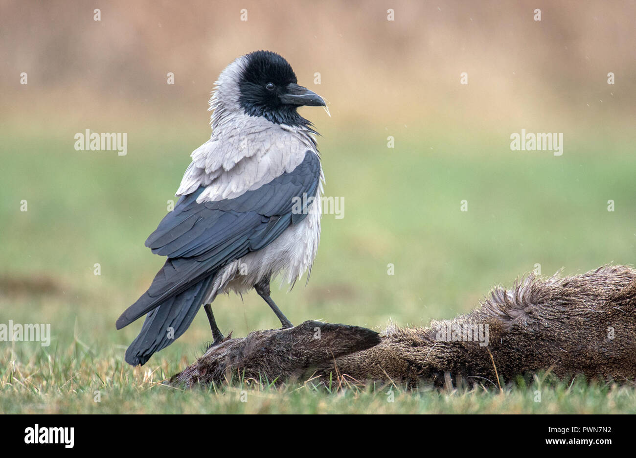 hooded crow (Corvus corone cornix) eating deer carcass Stock Photo - Alamy