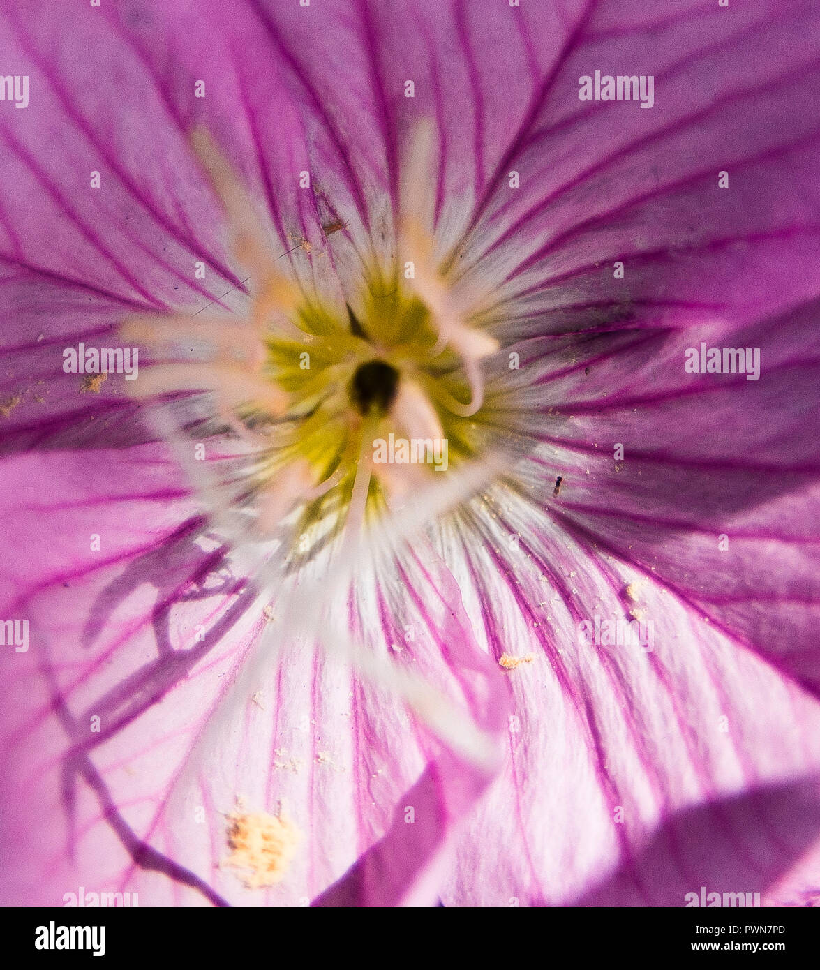 Spring Flowers, Beauty of Nature, Athens National Garden, Greece Stock ...