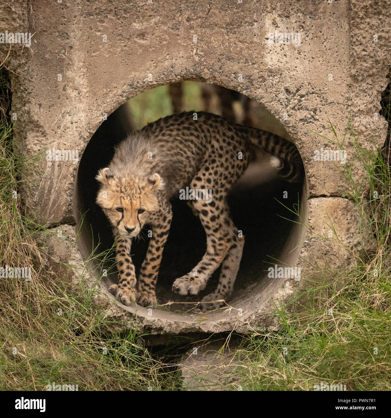 Cheetah cub turning round in concrete pipe Stock Photo - Alamy