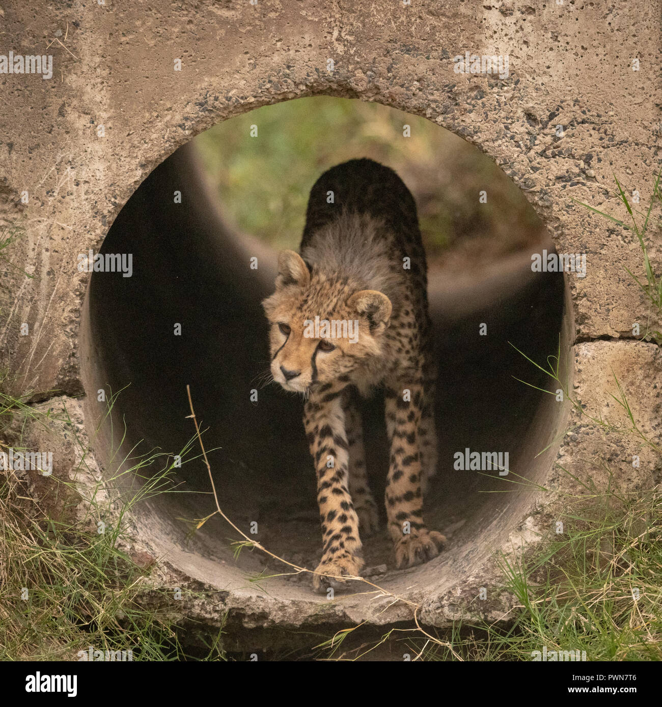 Cheetah cub twists head walking through pipe Stock Photo - Alamy
