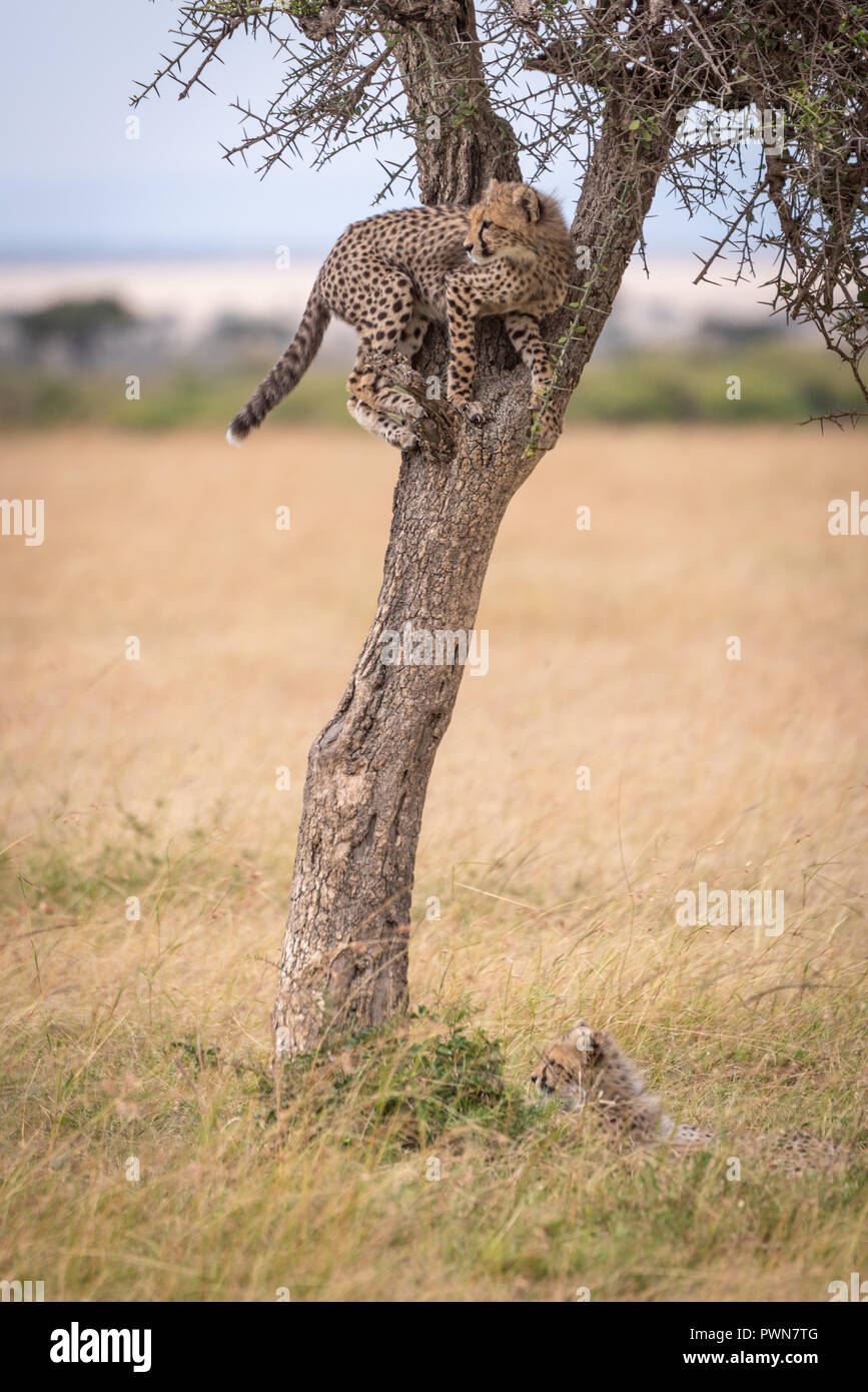 Cheetah cub up tree and one below Stock Photo - Alamy