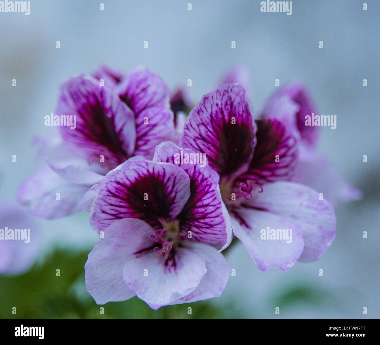 Flowers with Cheerful & Vivid Colors, Beauty of Nature, Athens National ...