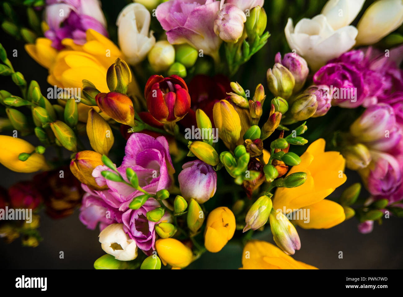 Flowers with Cheerful & Vivid Colors, Beauty of Nature, Athens National ...
