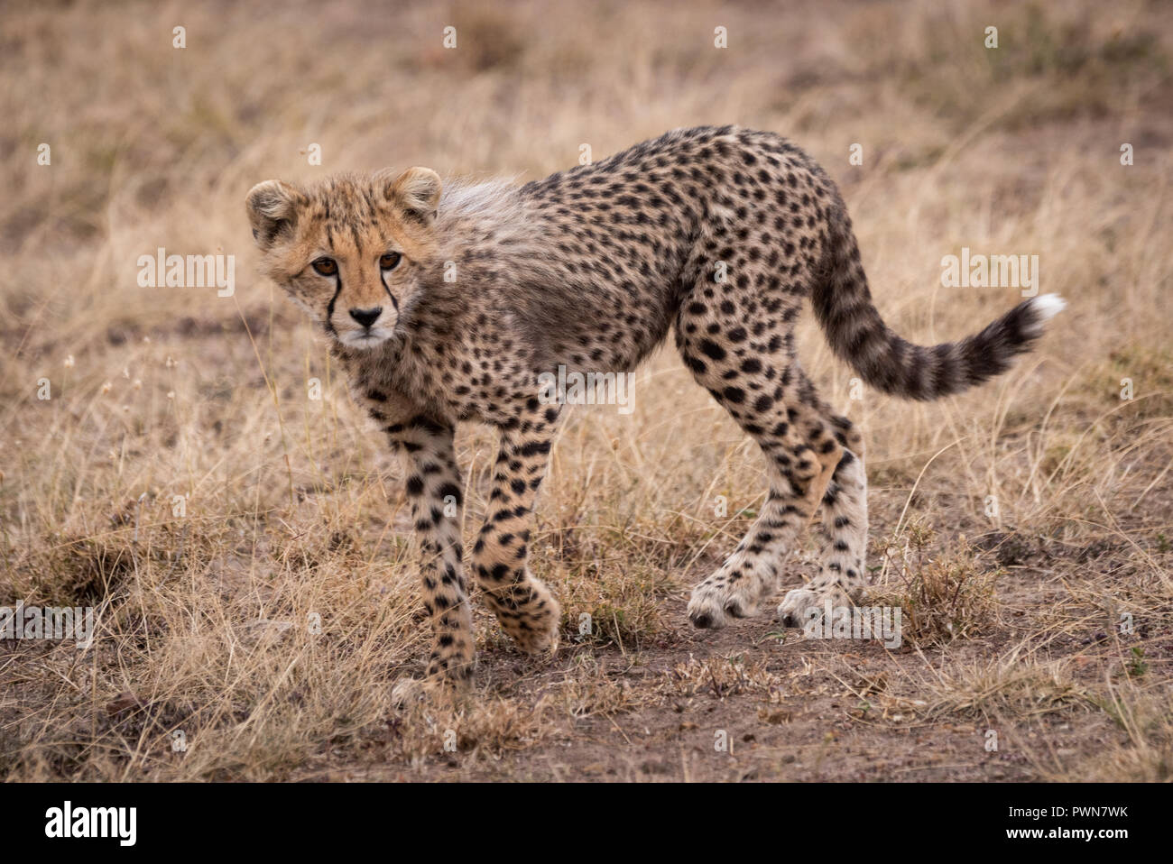 Cheetah cub walking in grassland turns head Stock Photo - Alamy