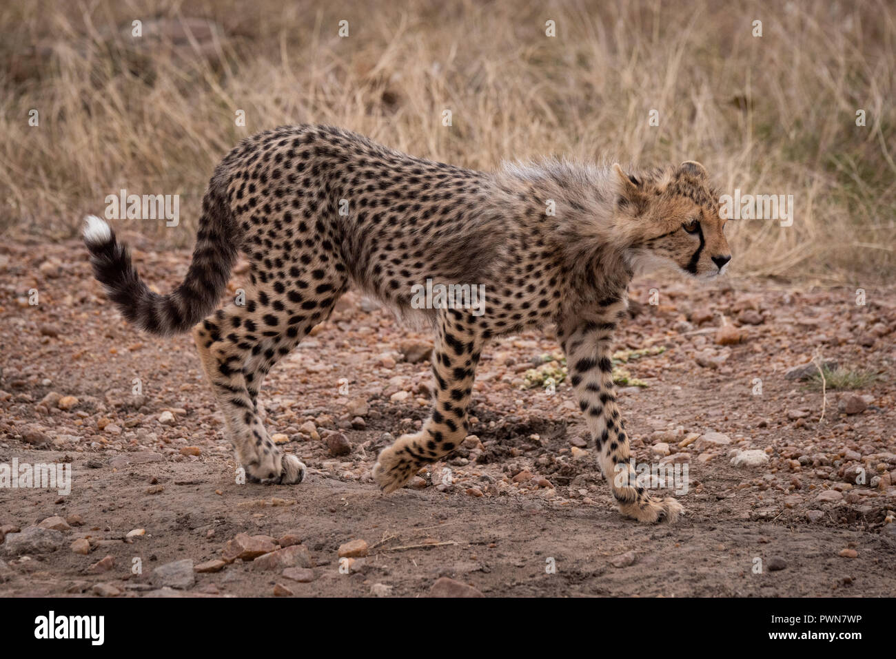 Cheetah walking on road hi-res stock photography and images - Alamy