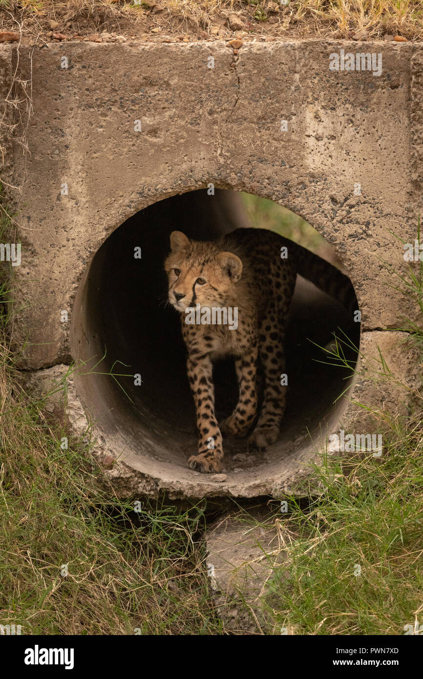Cheetah cub walking through dark concrete pipe Stock Photo - Alamy
