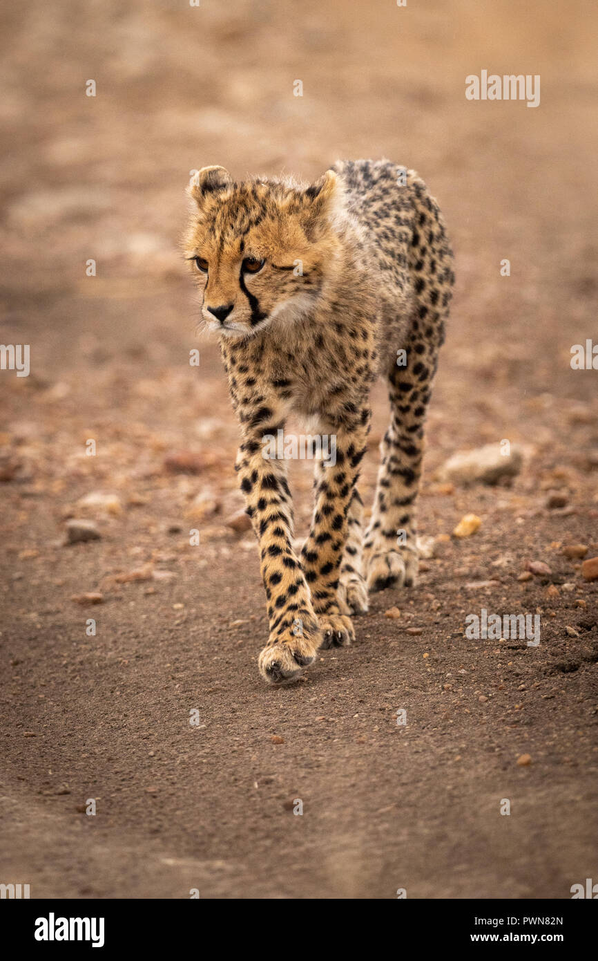 Cheetah cub walks down track lifting paw Stock Photo - Alamy