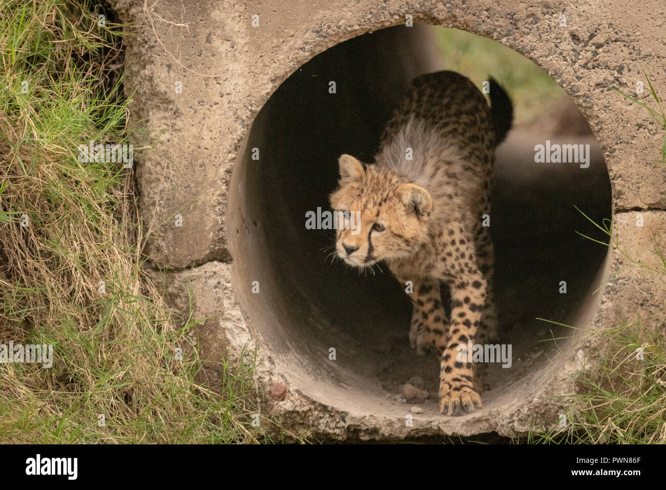 Cheetah cub walks through pipe looking up Stock Photo - Alamy