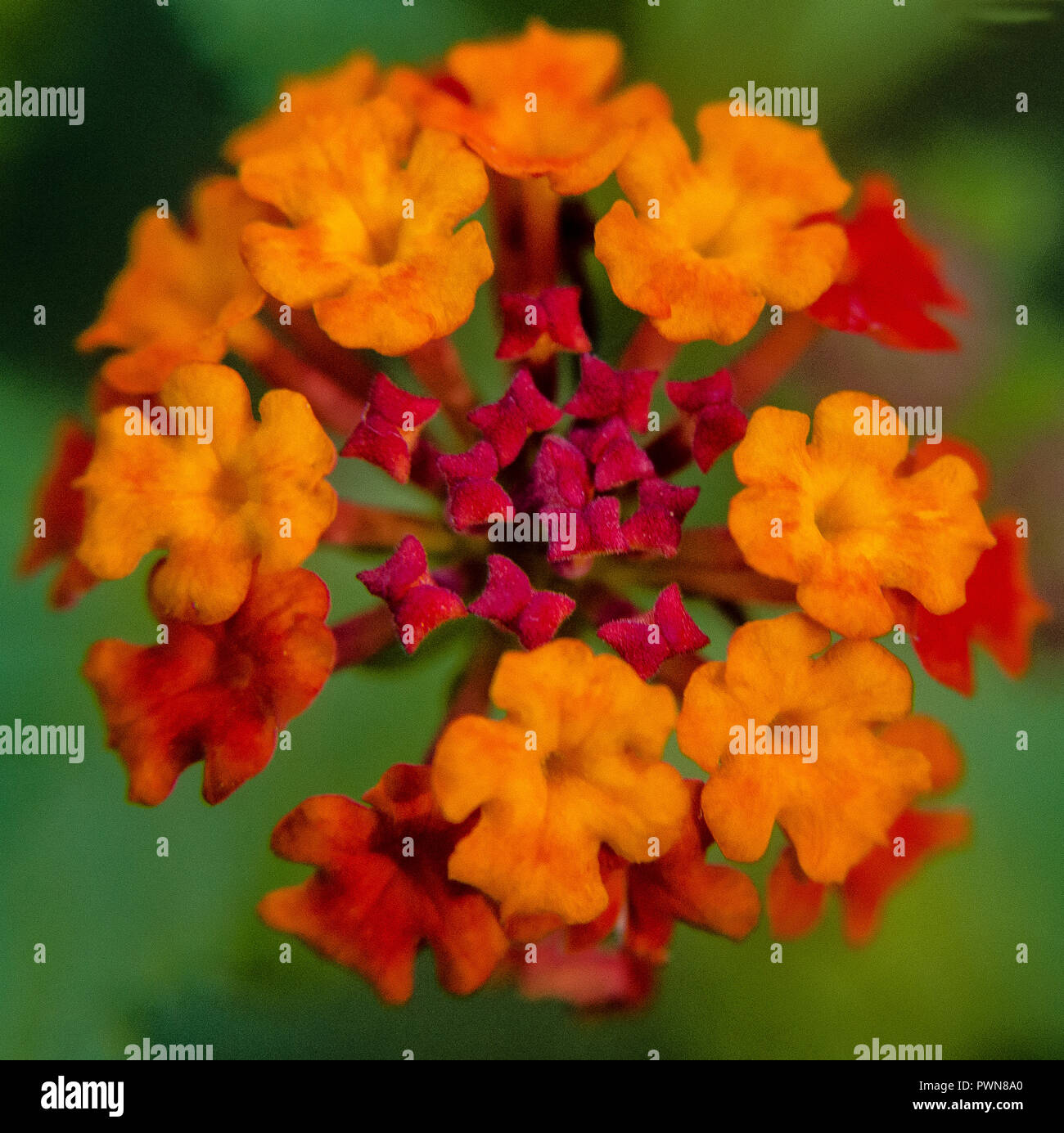 Flowers with Cheerful Colors - Athens National Garden, Beauty of Nature ...
