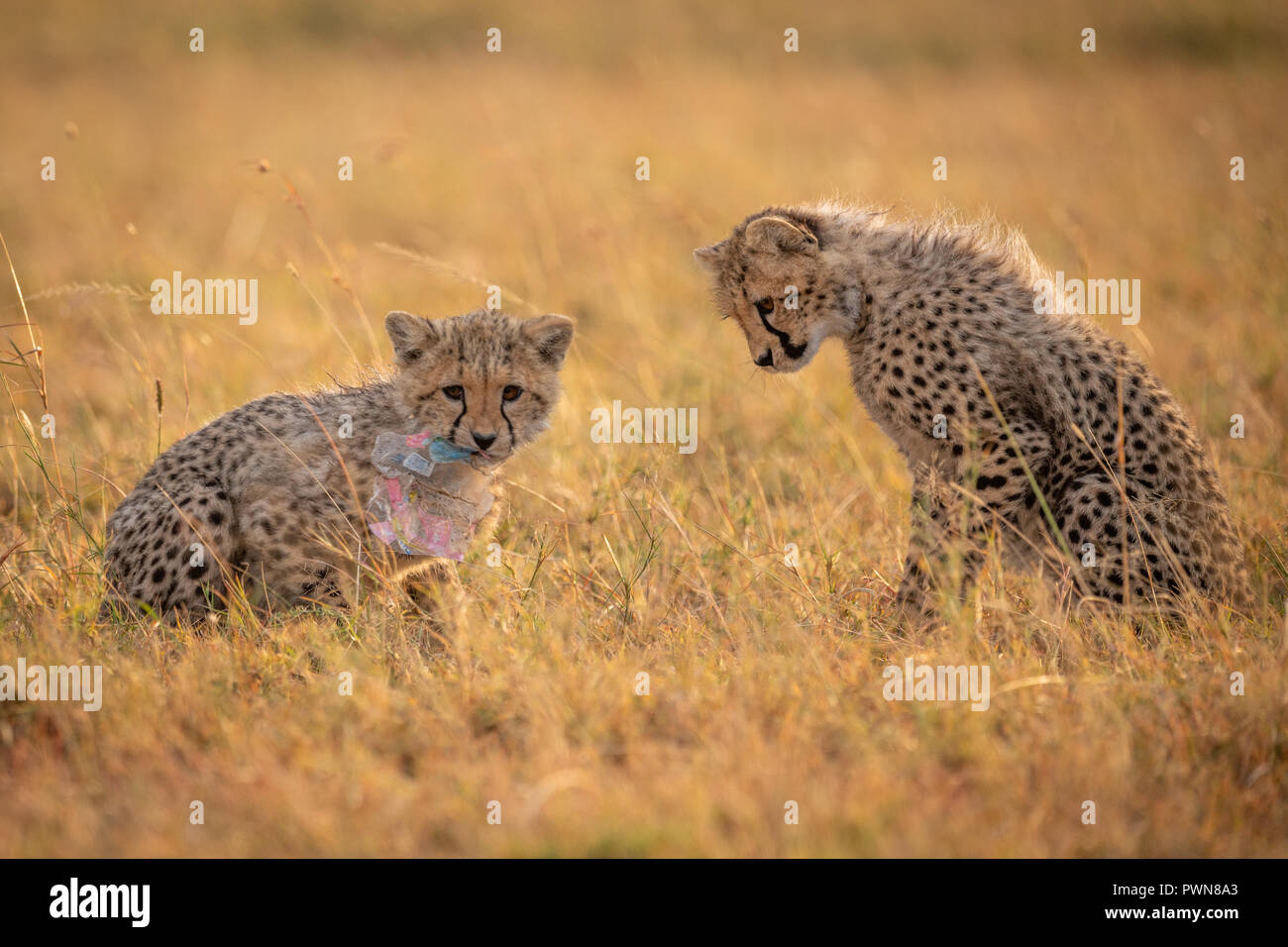 Plastic cub hi-res stock photography and images - Alamy