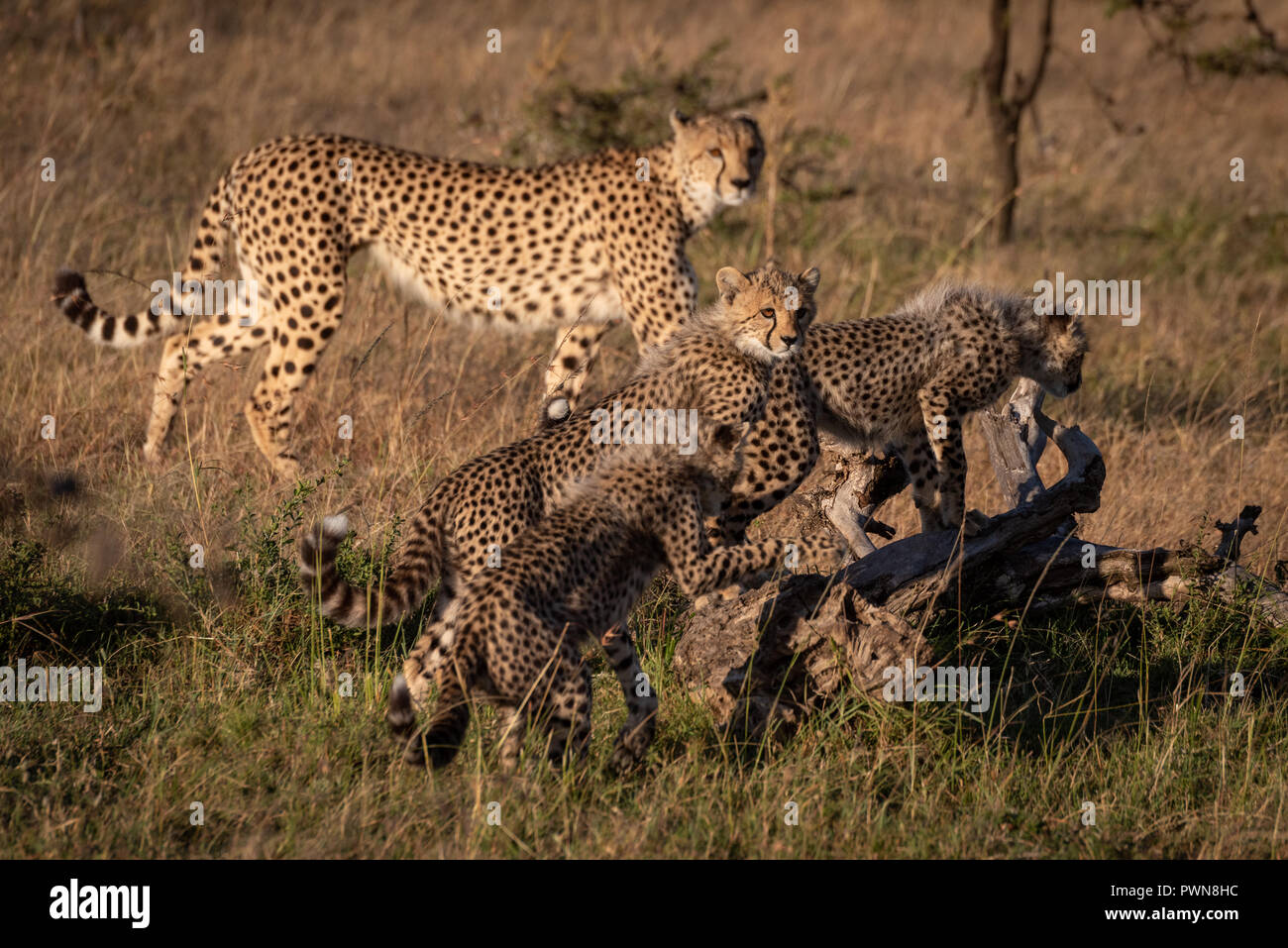 Cheetah cubs climb dead log near mother Stock Photo - Alamy