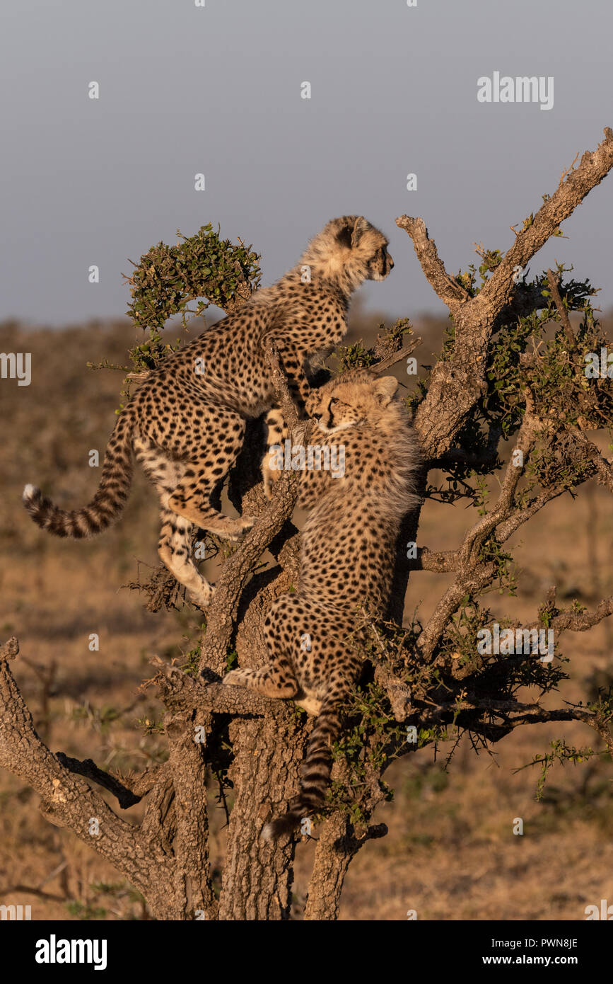 Cheetah cubs climbing tree hi-res stock photography and images - Alamy