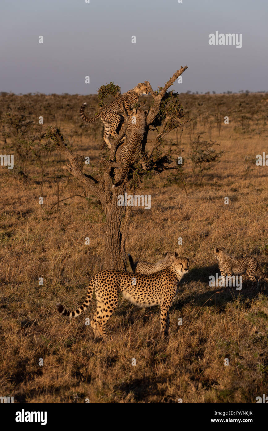 Cheetah cubs climbing tree with family below Stock Photo - Alamy
