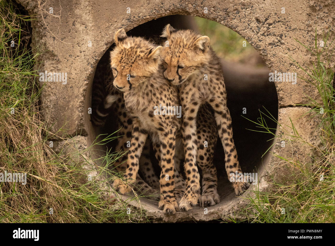 Cheetah cubs in pipe nuzzling each other Stock Photo - Alamy