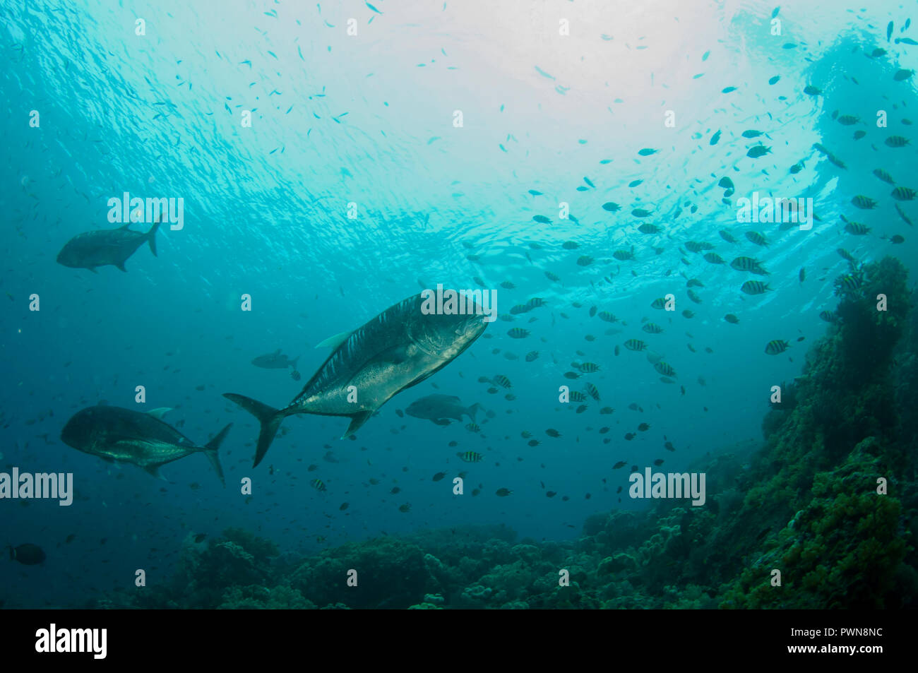 Giant Trevally, Caranx ignobilis, Boo Windows dive site, Boo Island ...
