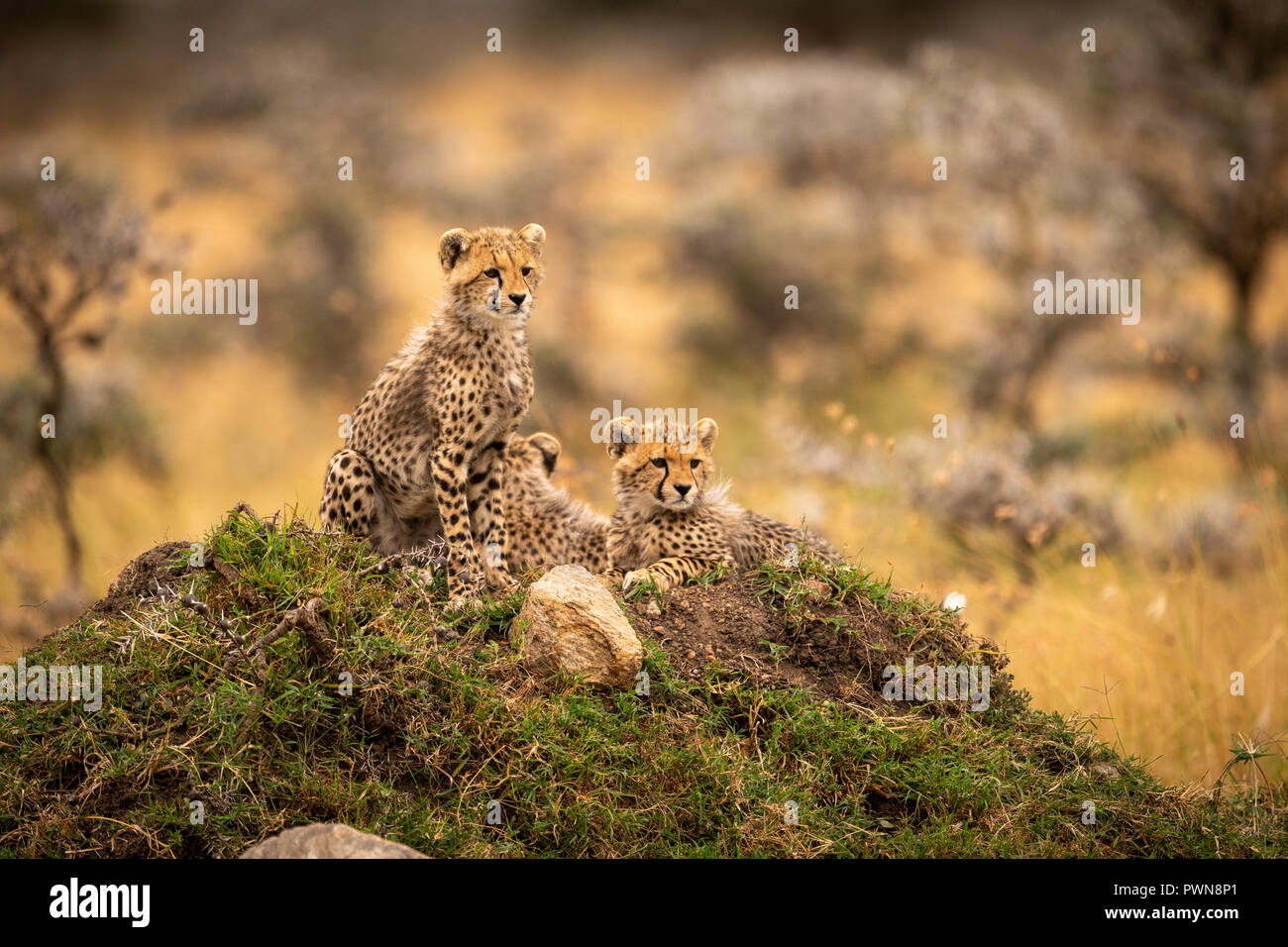 Cheetah cubs in trees on rocky mound Stock Photo - Alamy