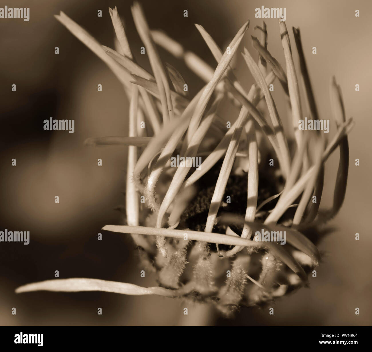 Athens botanic garden hi-res stock photography and images - Alamy