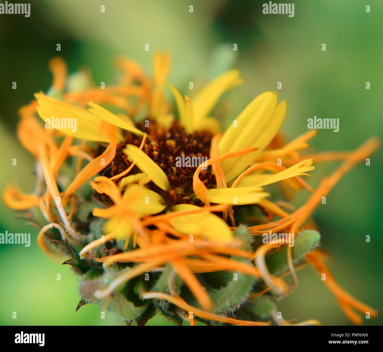 Flowers with Cheerful Colors - Athens National Garden, Beauty of Nature ...