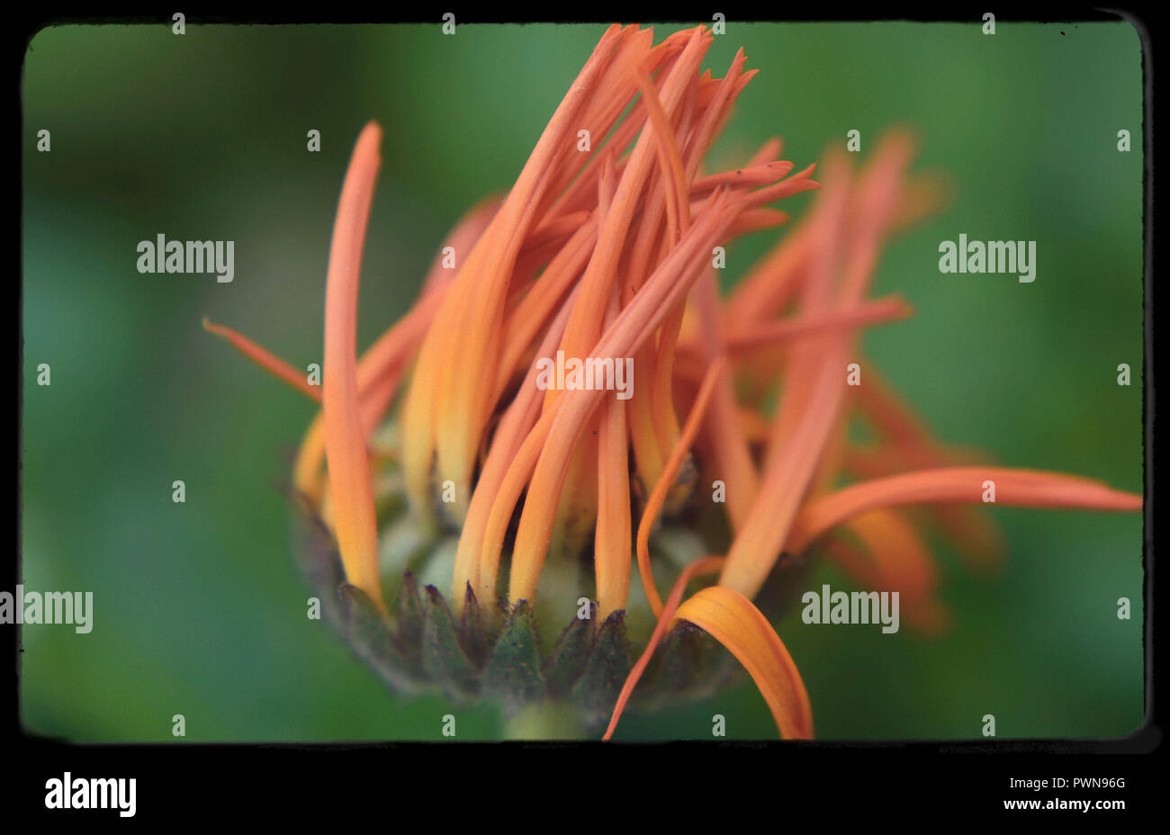 Flowers with Cheerful Colors - Athens National Garden, Beauty of Nature ...