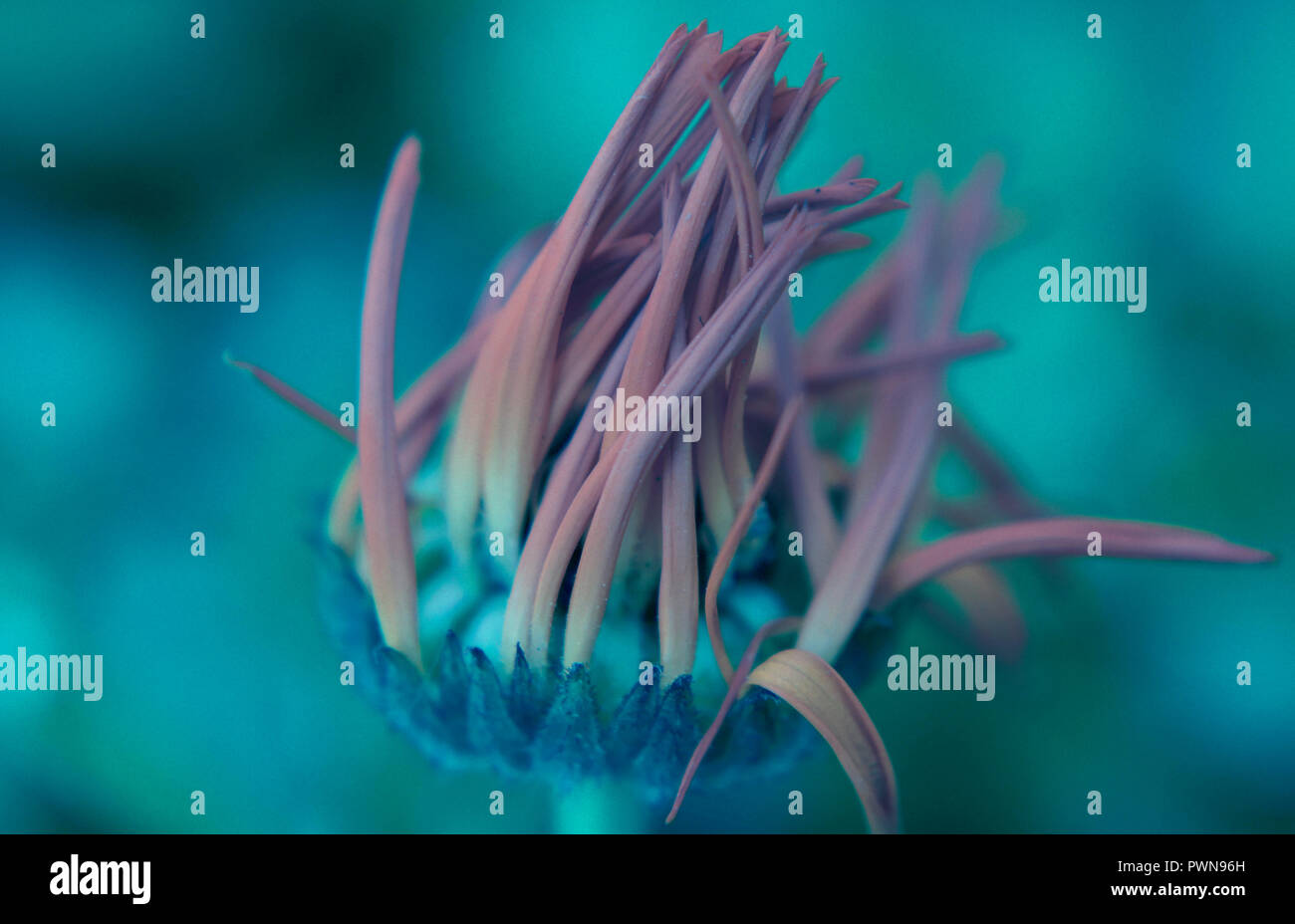 Spring Flowers, Beauty of Nature, Athens National Garden, Greece Stock ...