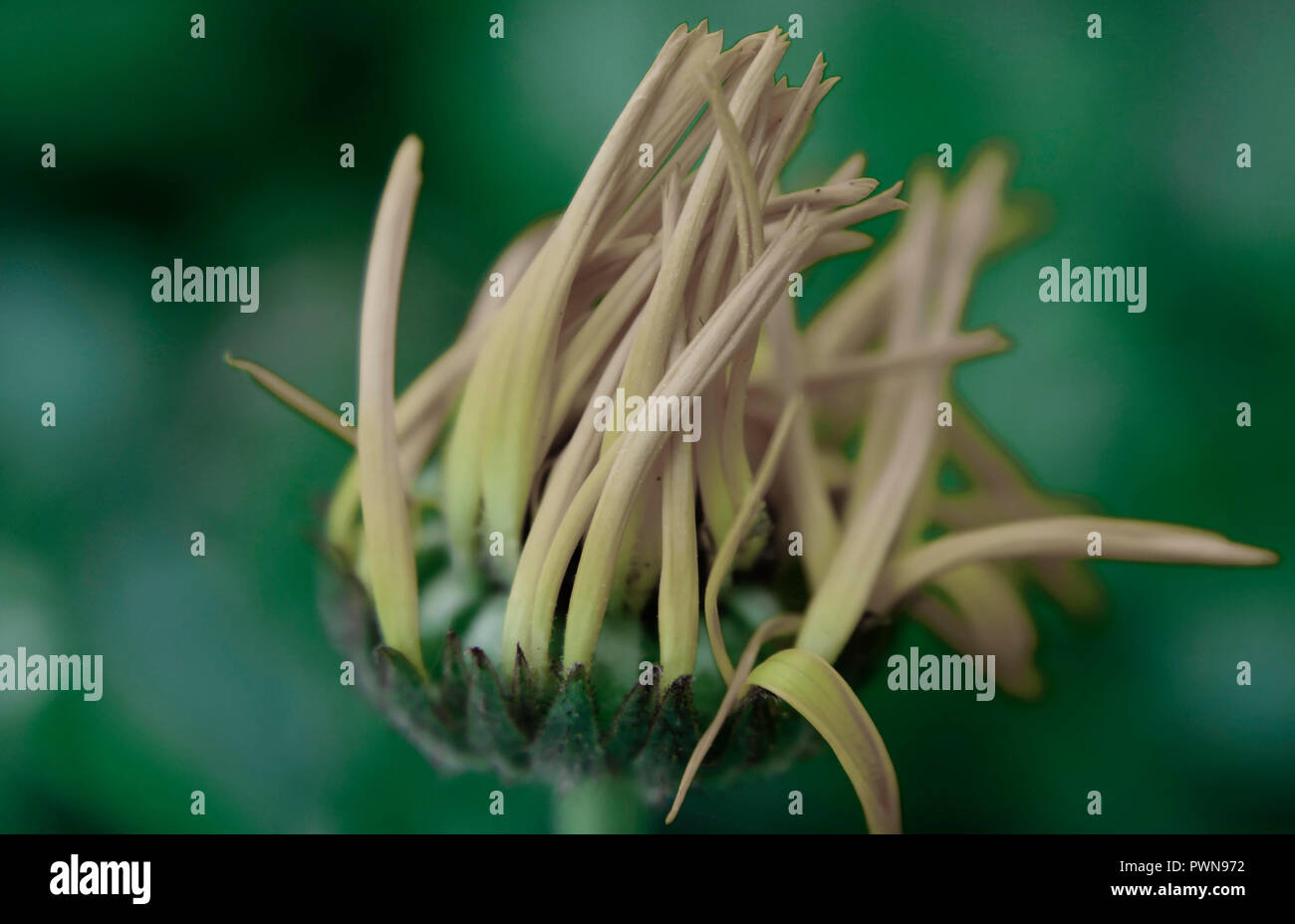 Spring Flowers, Beauty of Nature, Athens National Garden, Greece Stock ...