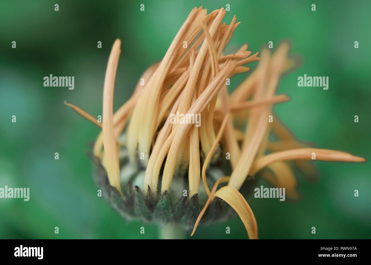 Spring Flowers, Beauty of Nature, Athens National Garden, Greece Stock ...