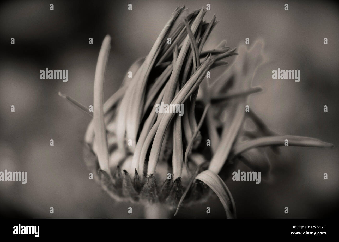 Spring Flowers, Beauty of Nature, Athens National Garden, Greece Stock ...