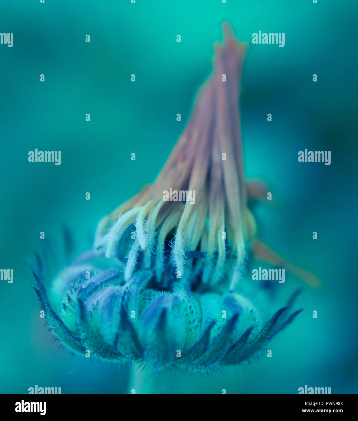 Spring Flowers, Beauty of Nature, Athens National Garden, Greece Stock ...