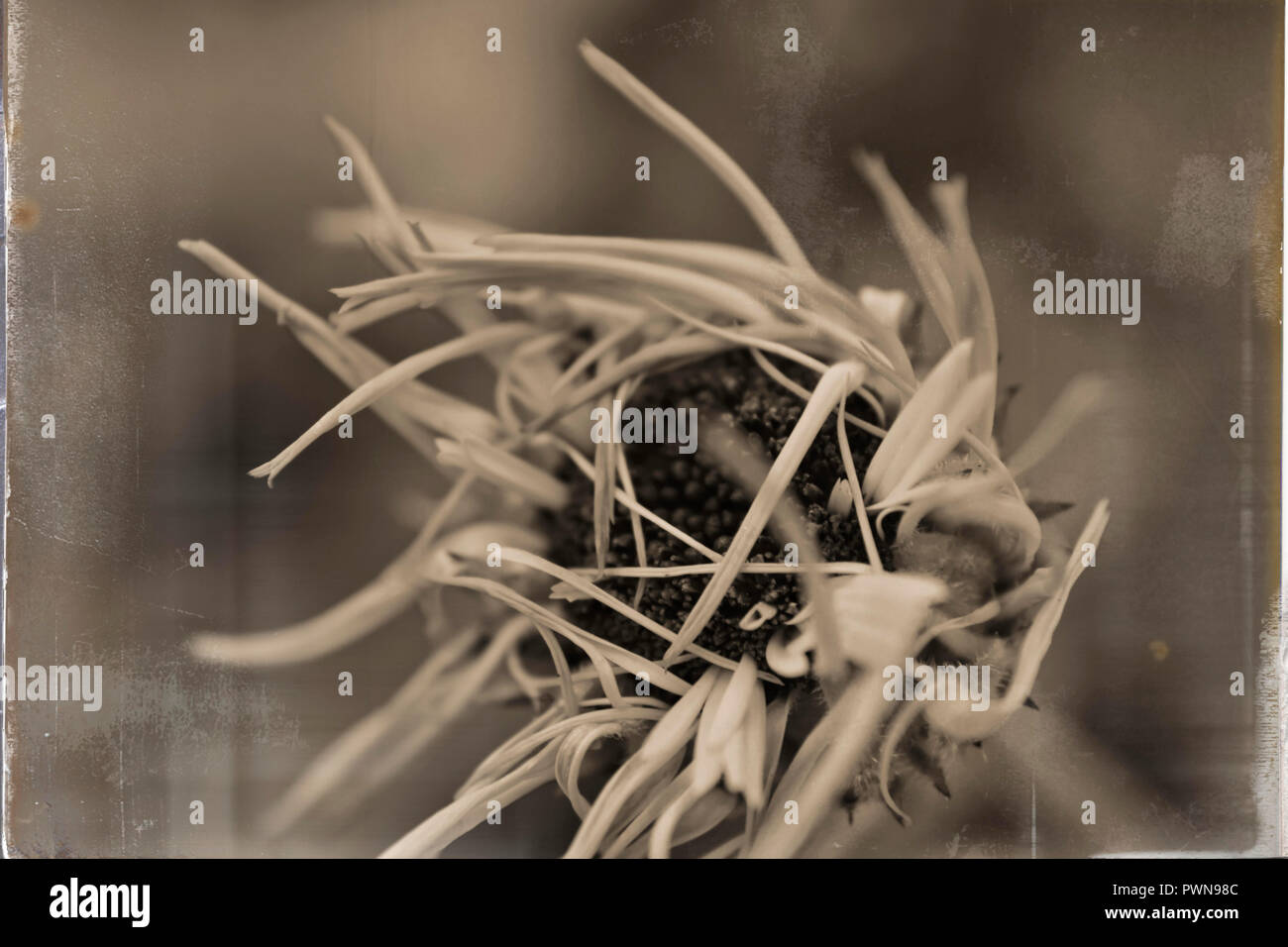 Spring Flowers, Beauty of Nature, Athens National Garden, Greece Stock ...