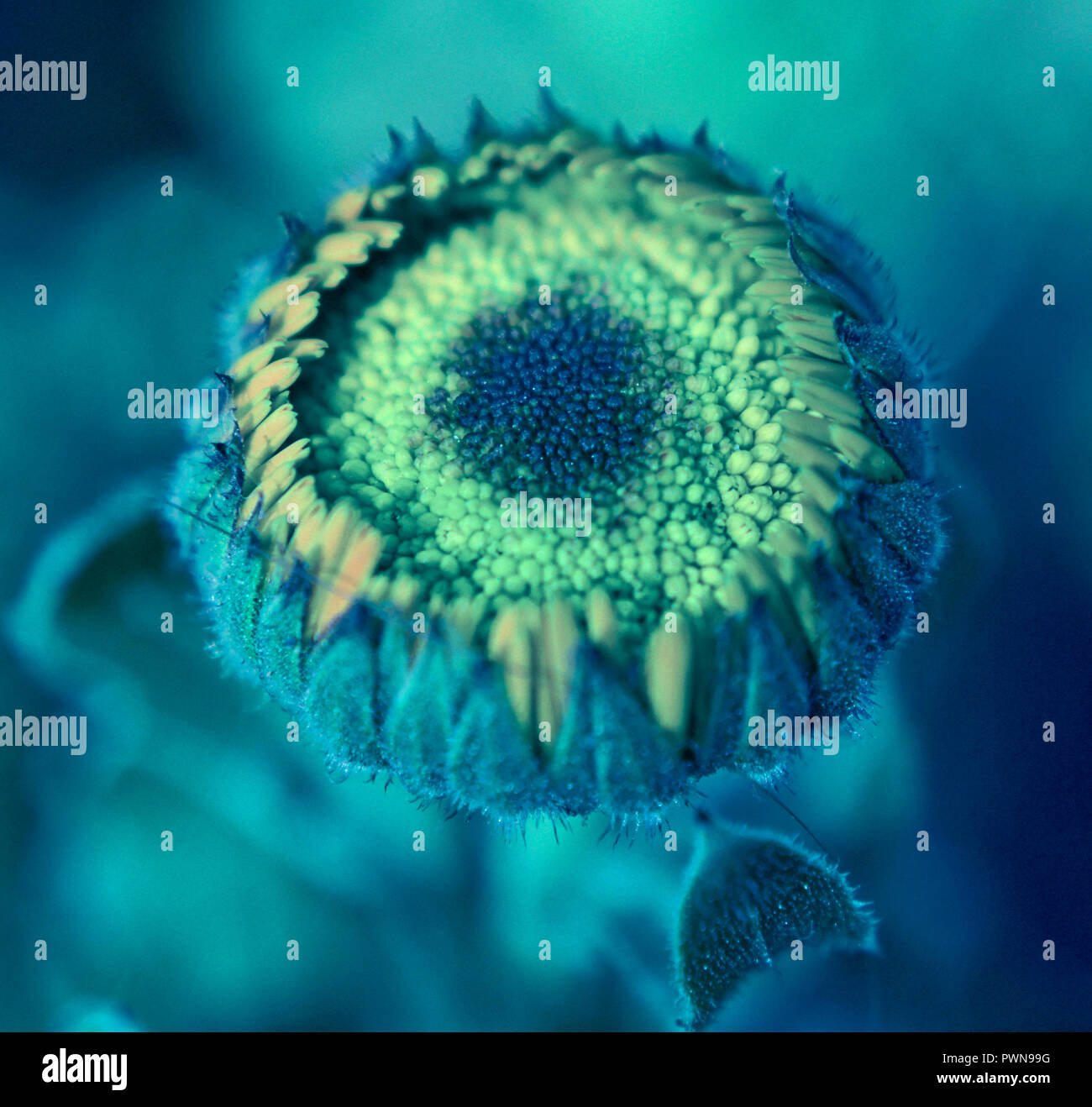 Spring Flowers, Beauty of Nature, Athens National Garden, Greece Stock ...