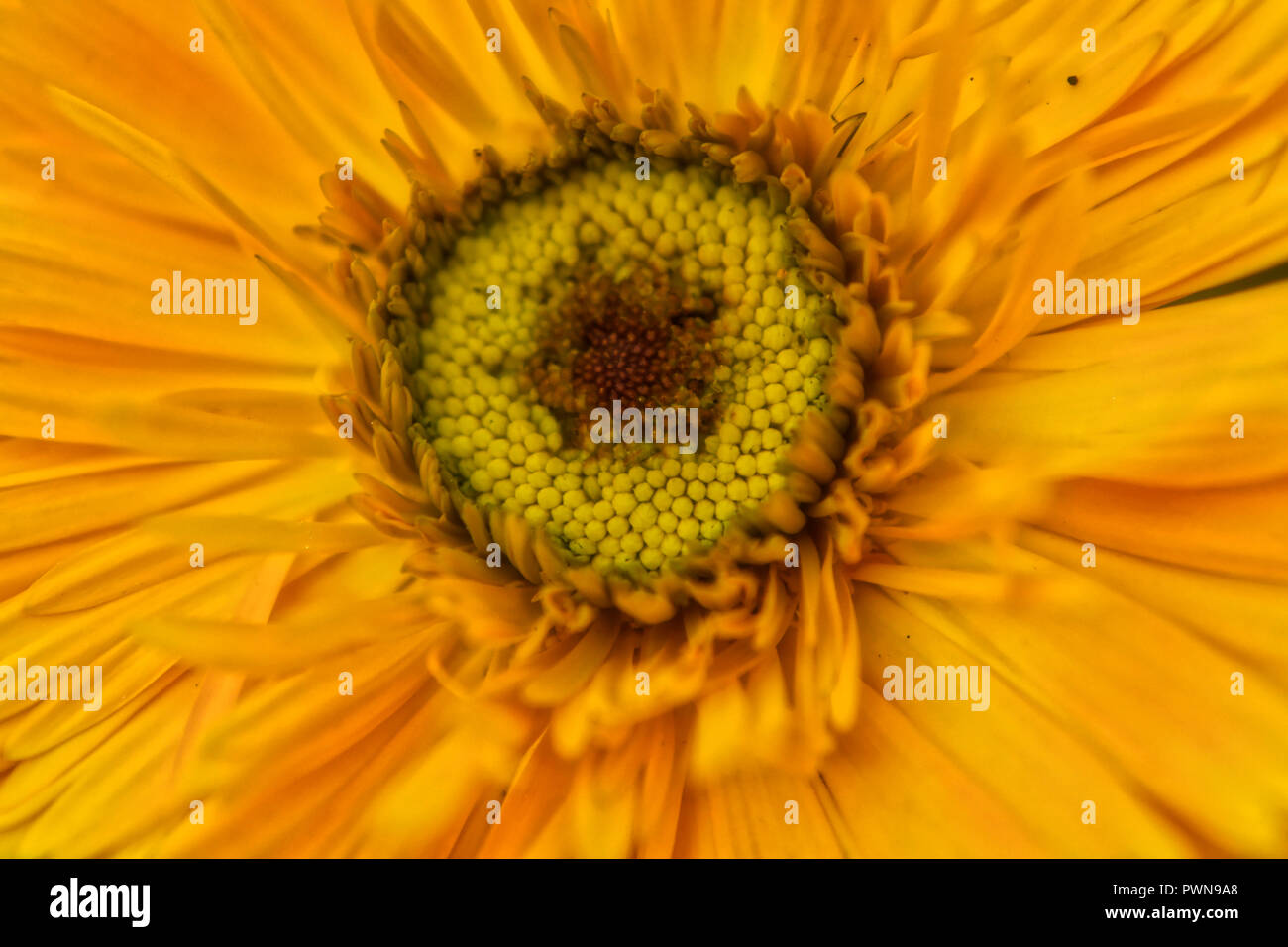 Flowers with Cheerful Colors - Athens National Garden, Beauty of Nature ...