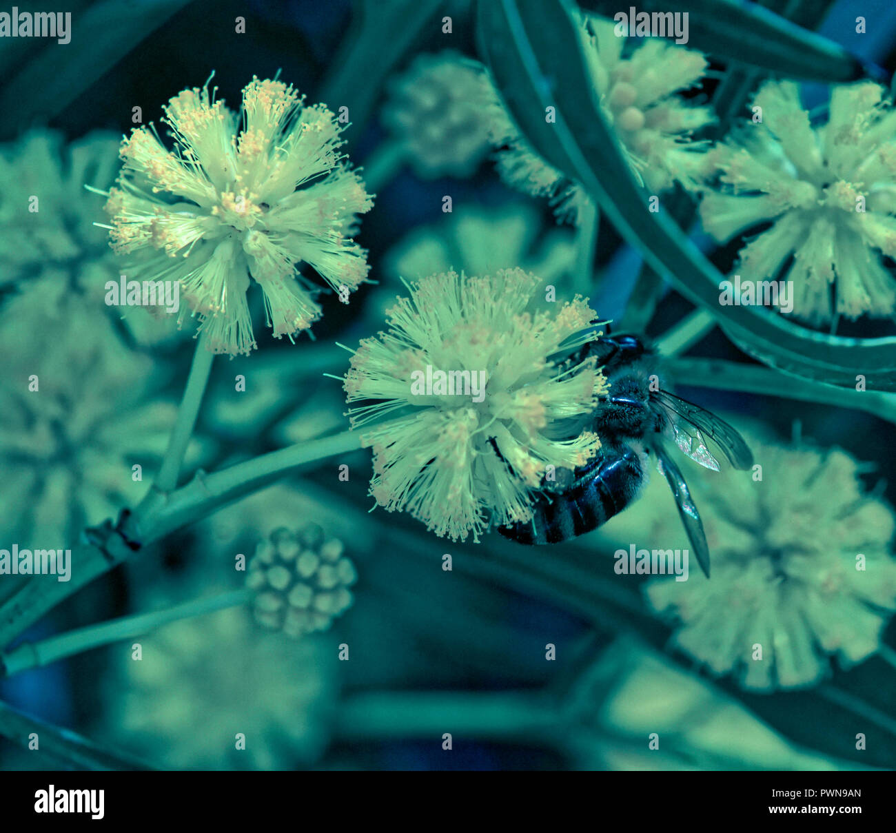 Spring Flowers, Beauty of Nature, Athens National Garden, Greece Stock ...