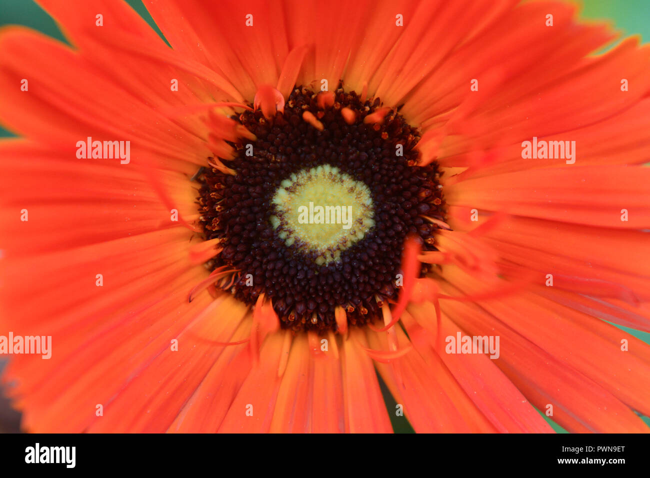 Flowers with Cheerful Colors - Athens National Garden, Beauty of Nature ...