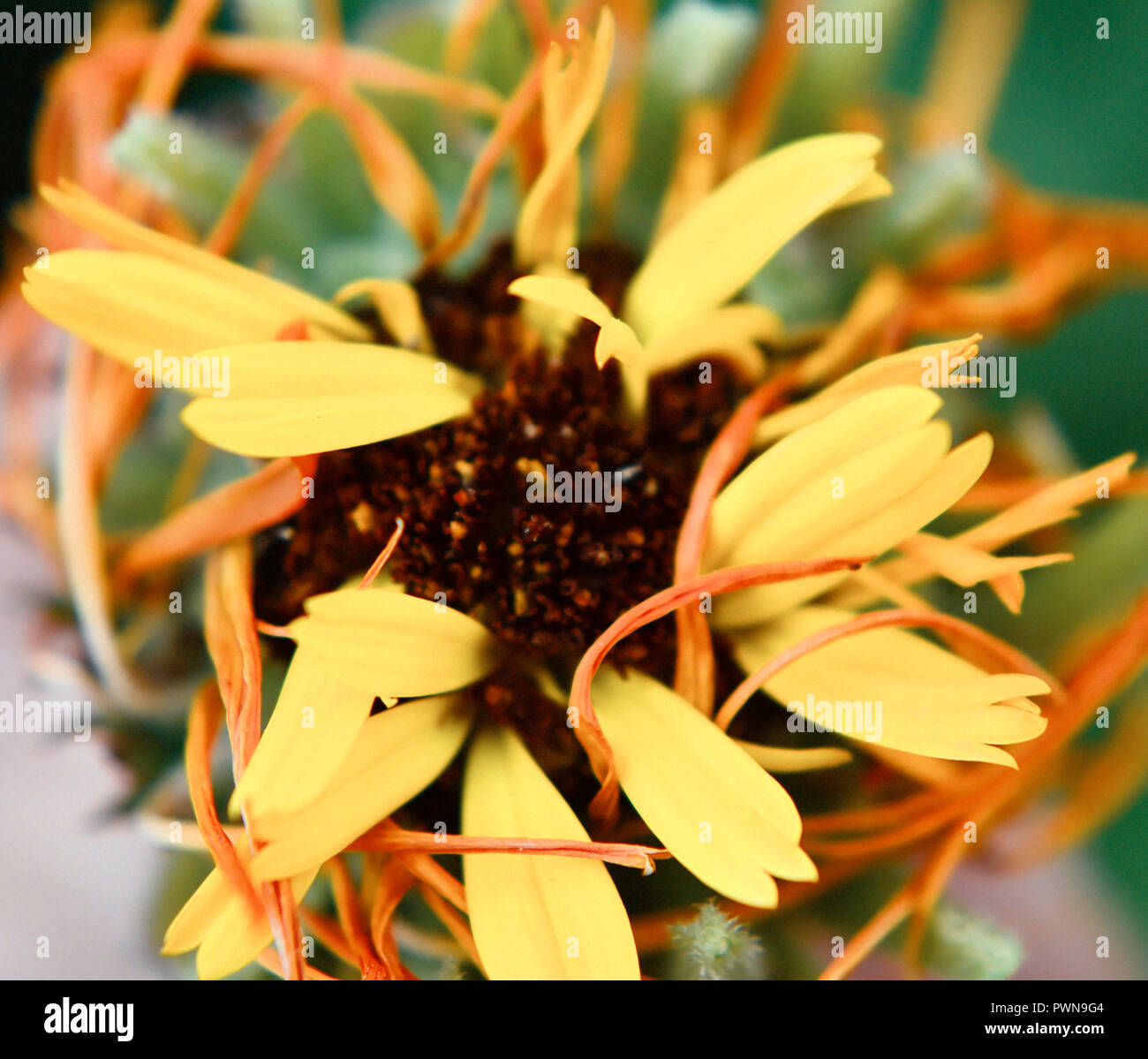 Flowers with Cheerful Colors - Athens National Garden, Beauty of Nature ...